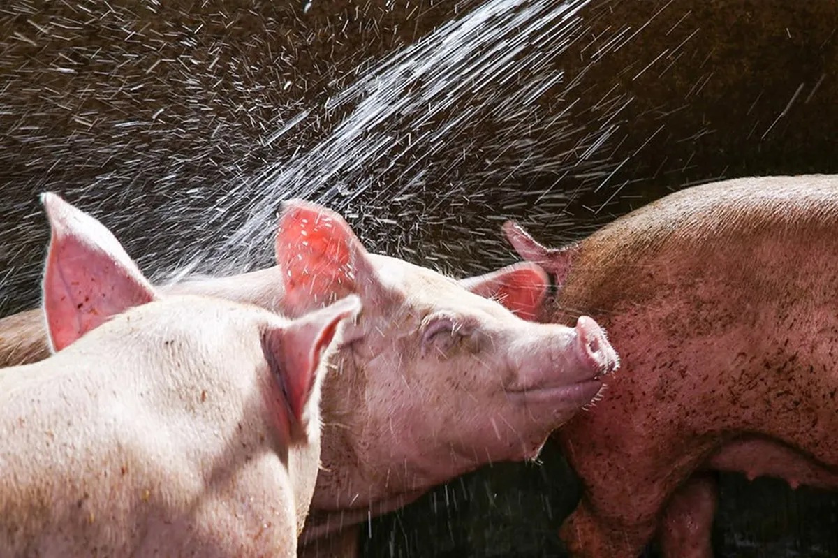 Marcos orders all pig breeding sites in Western Visayas tested for ASF ...