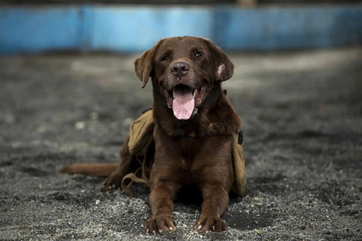 WHO urges caution after dog catches monkeypox | ABS-CBN