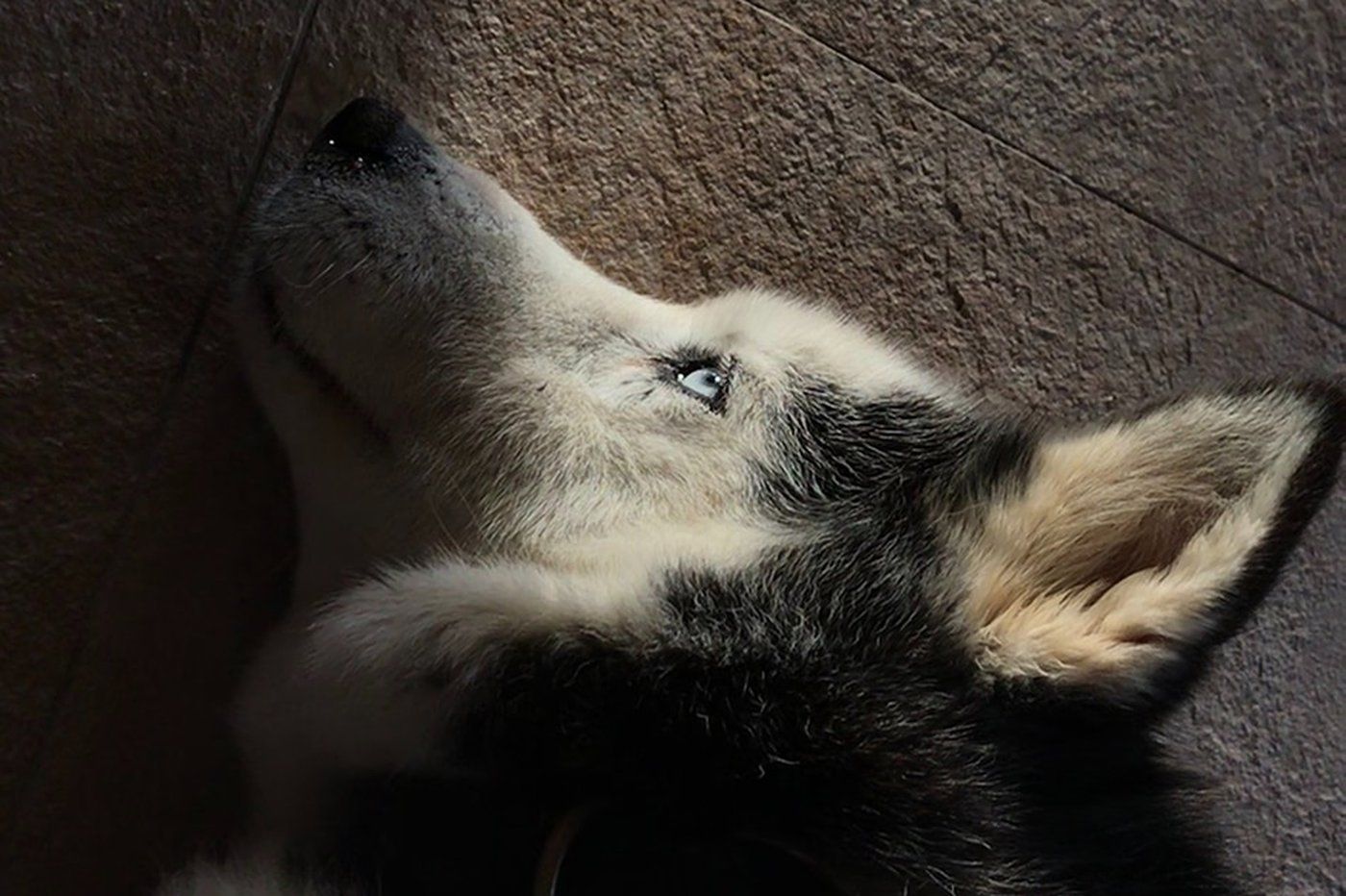 Rare canine rabies case discovered near Paris | ABS-CBN