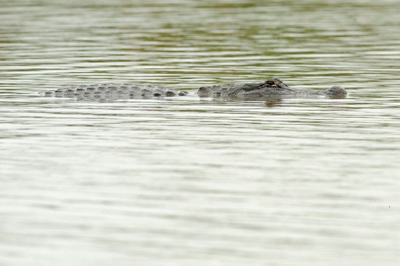Mexican town mayor marries alligator as an indigenous prosperity ritual ...
