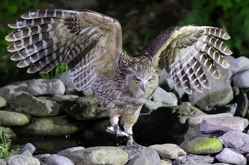 Japan’s largest fish owl | ABS-CBN Lifestyle