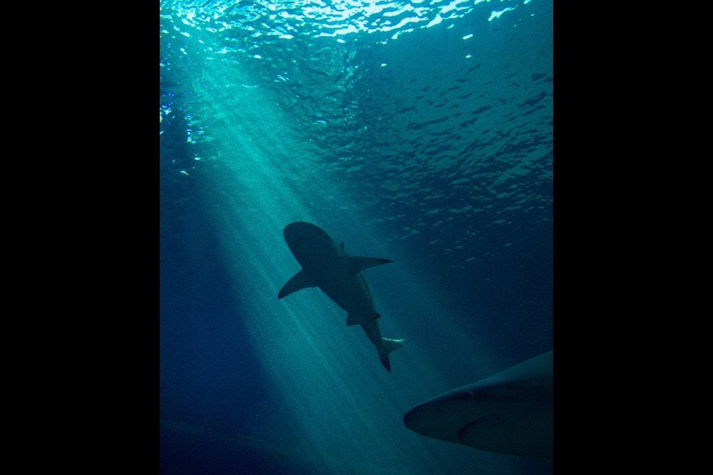 Boy loses part of leg to shark bite off Florida coast | ABS-CBN