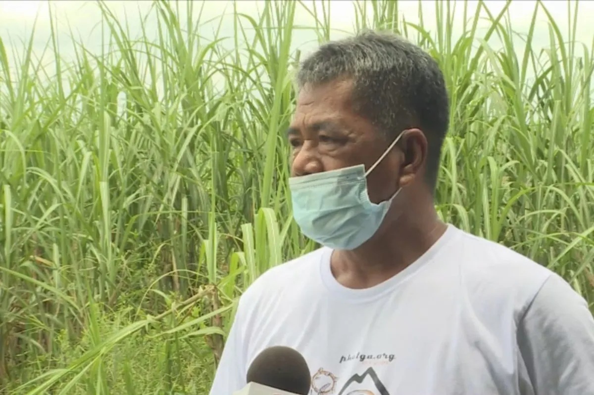 Mga sugarcane farmer sa Victoria, Tarlac nangangambang hihina pa ang ...