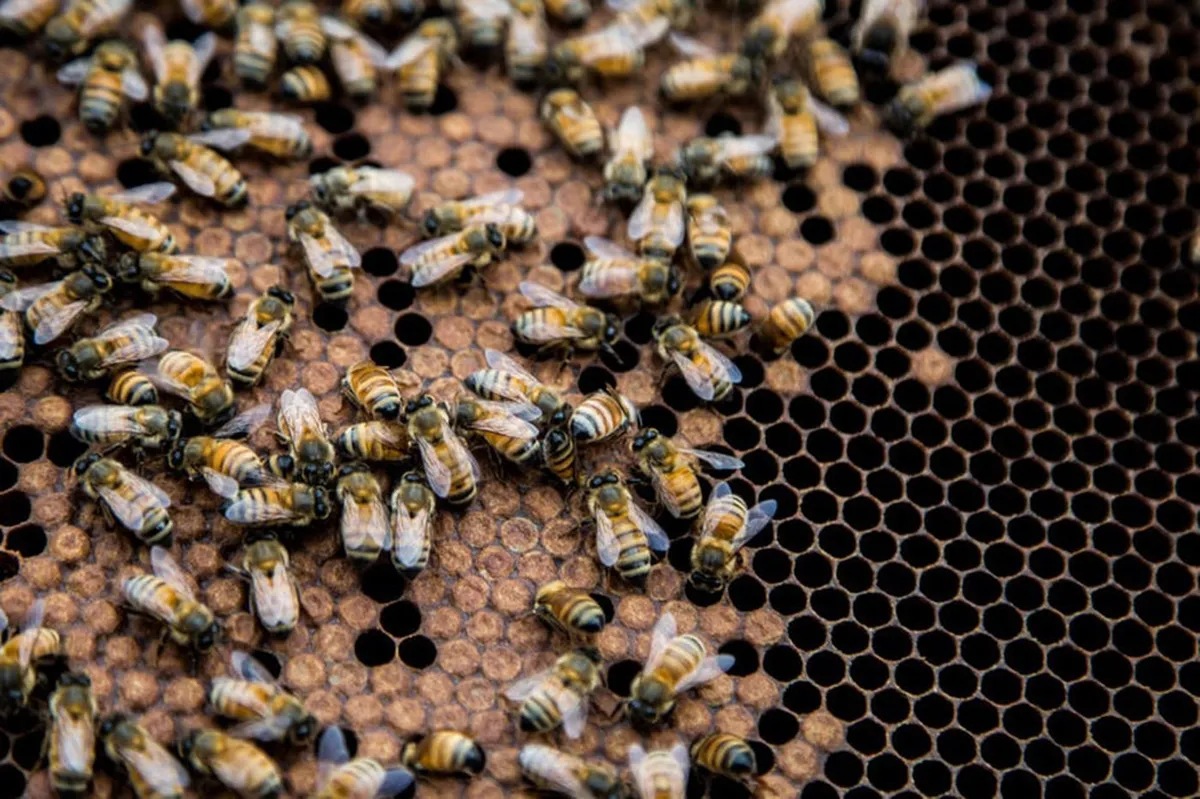 US man on ventilator after suffering thousands of bee stings | ABS-CBN