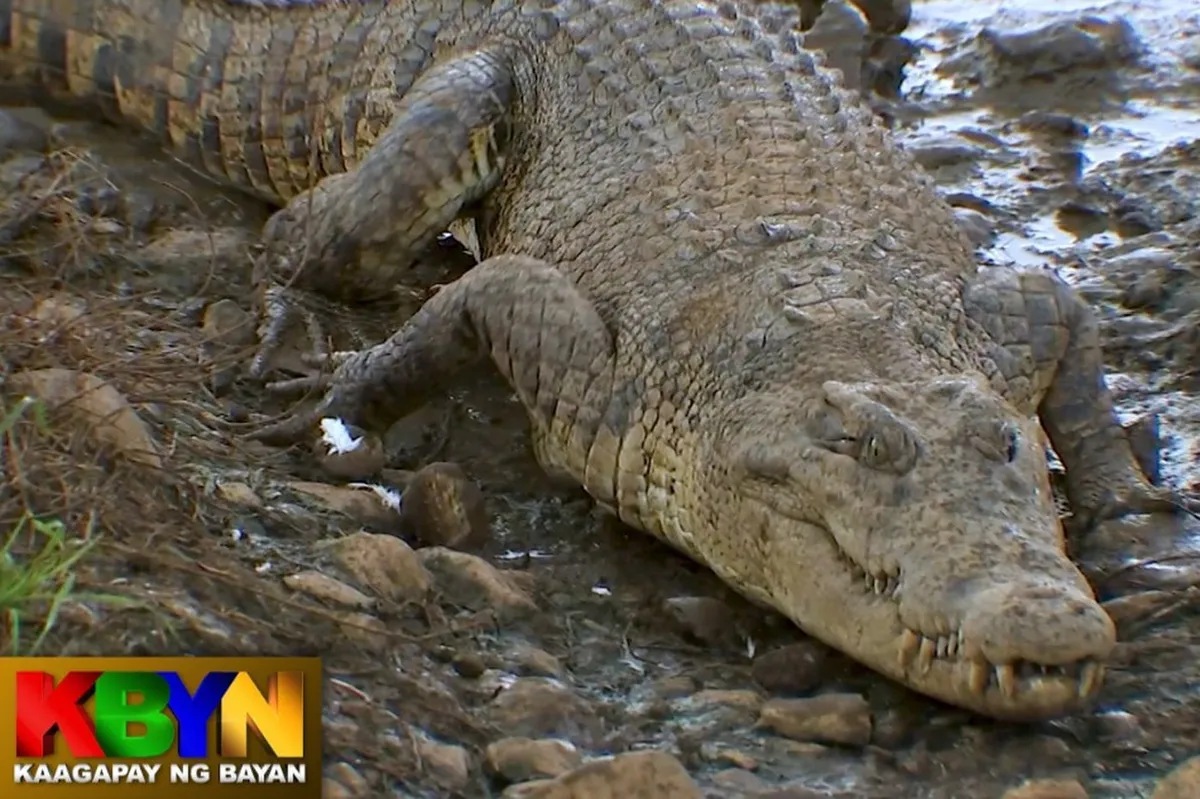 KBYN: Paano inaalagaan at pinagkakakitaan ang pag-aalaga ng mga buwaya ...