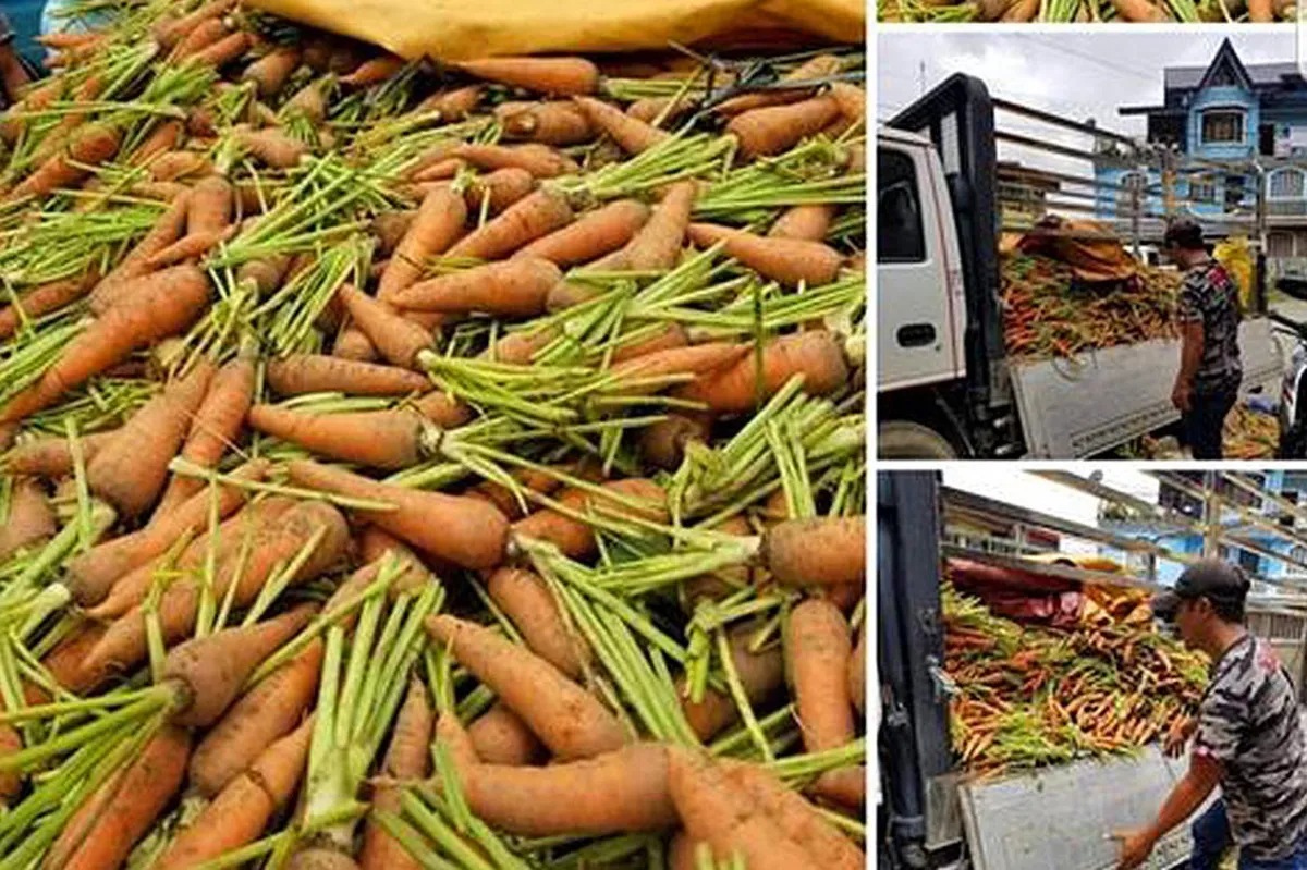 TINGNAN: Carrots sa La Trinidad, Benguet, ibinenta na lang ng P10/kilo ...
