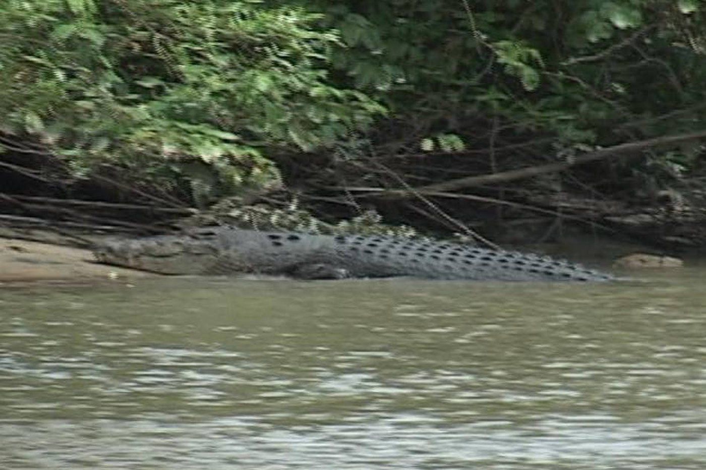 10 anyos, sinakmal ng buwaya sa Palawan | ABS-CBN News