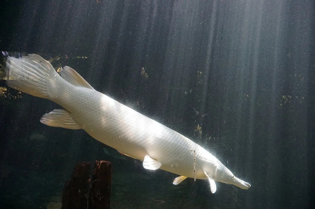More 'monster fish' on the loose: sightings of alligator gar emerge in ...