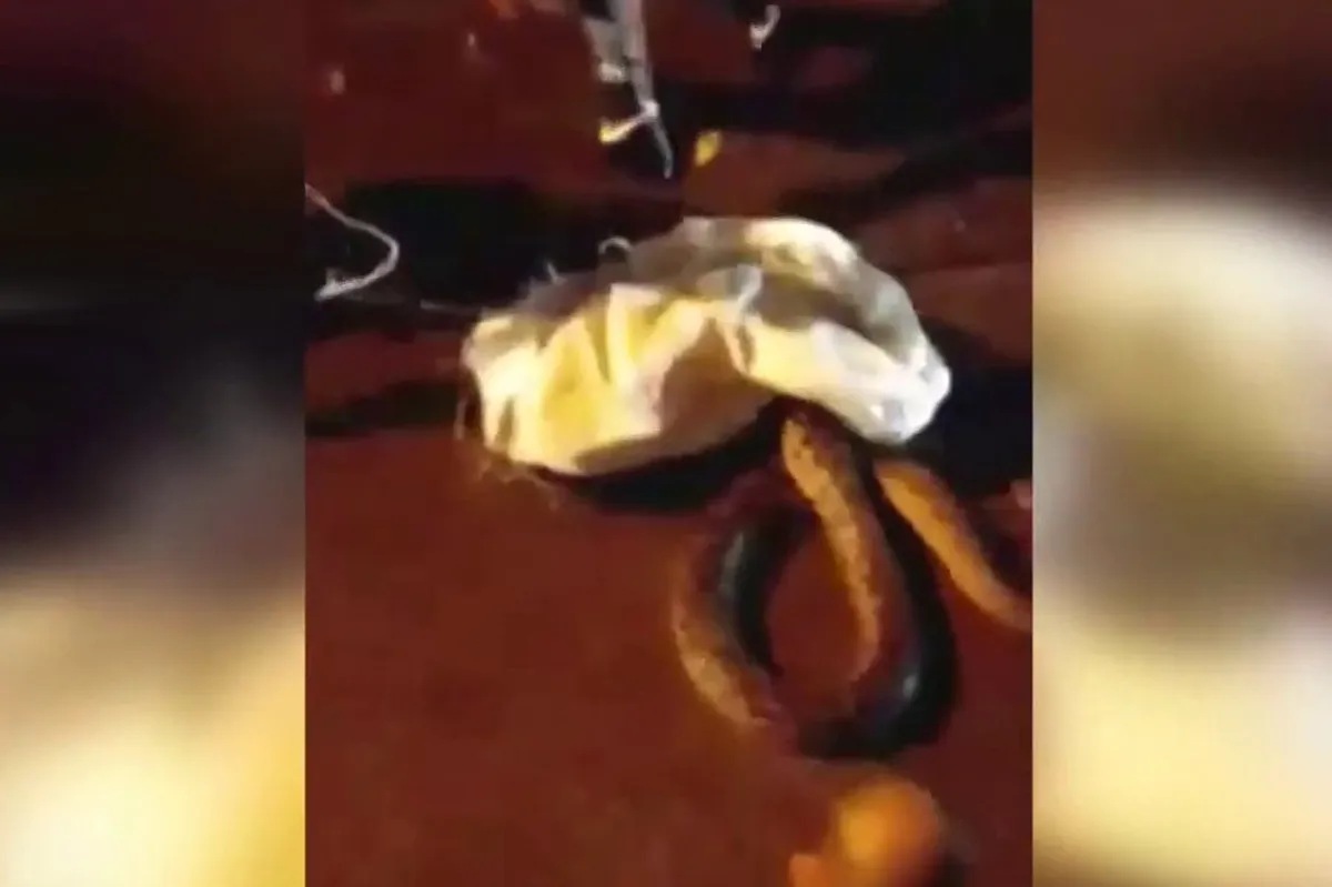 Sawa bumulabog sa mga residente sa Mandaluyong | ABS-CBN News