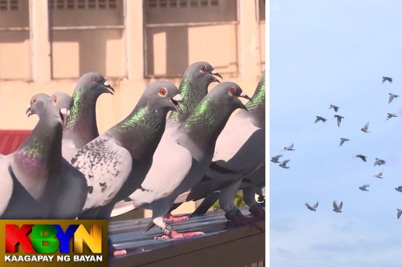 KBYN: Alamin ang pumapatok na karera sa paglipad ng mga kalapati | ABS ...