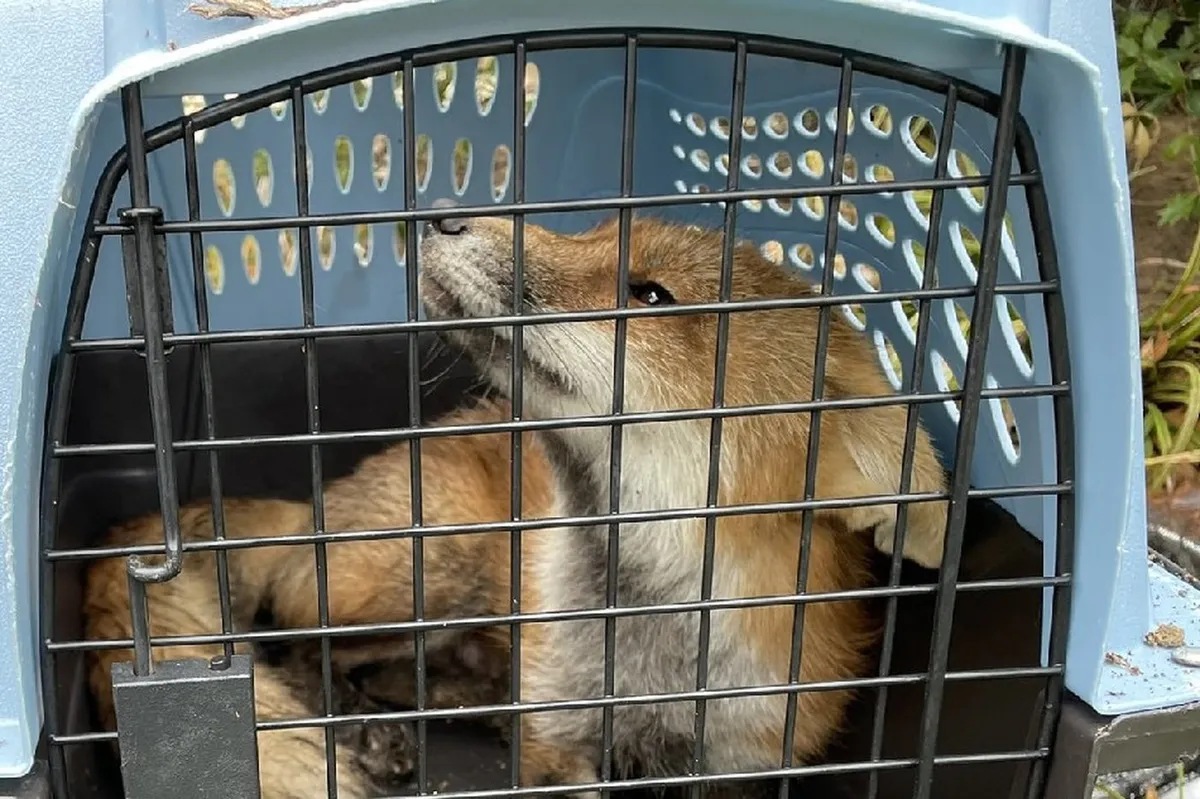 'Infurrection': Red fox terrorizes humans in US Capitol rampage | ABS ...