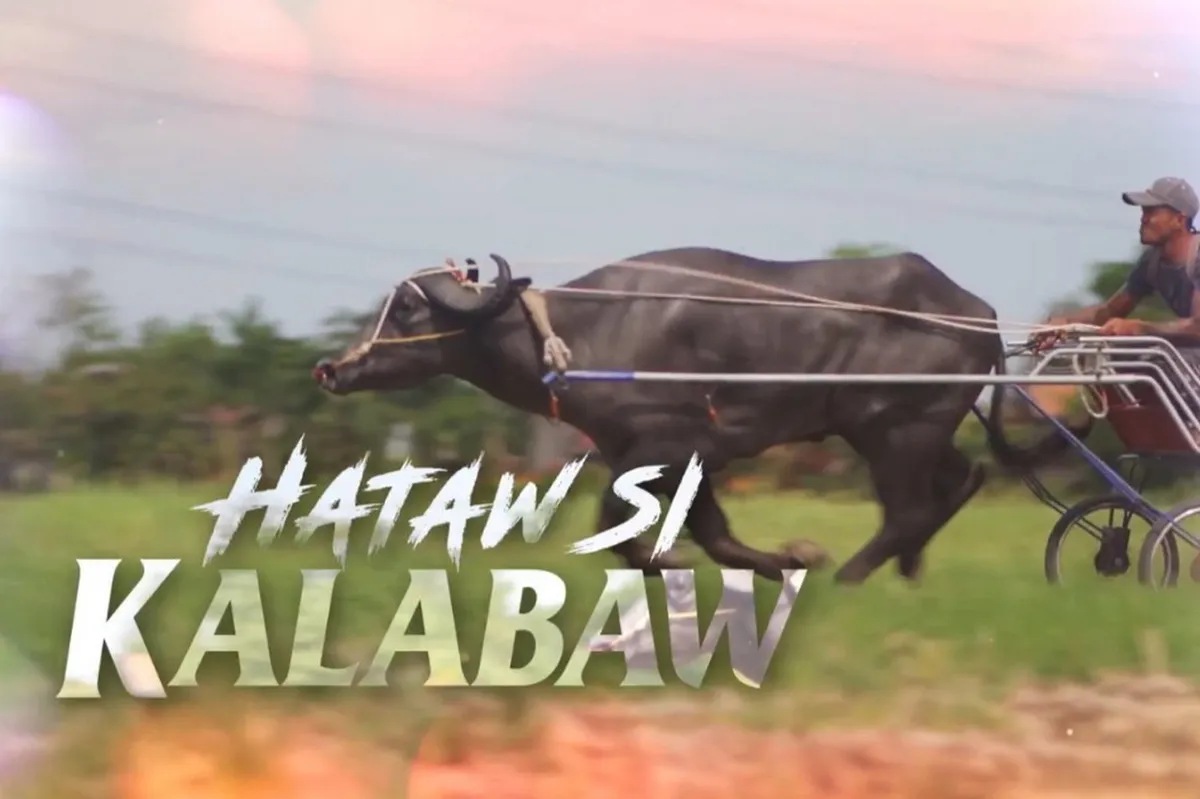 KBYN: Mga kalabaw sa Central Luzon, sumasabak sa karera tuwing pista ... KBYN: Mga kalabaw sa Central Luzon, sumasabak sa karera tuwing pista ...
