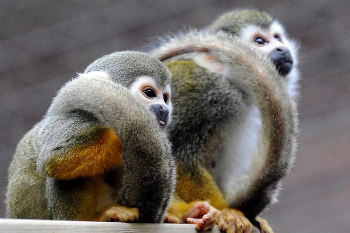 ALAMIN: Ano ang monkeypox? | ABS-CBN News