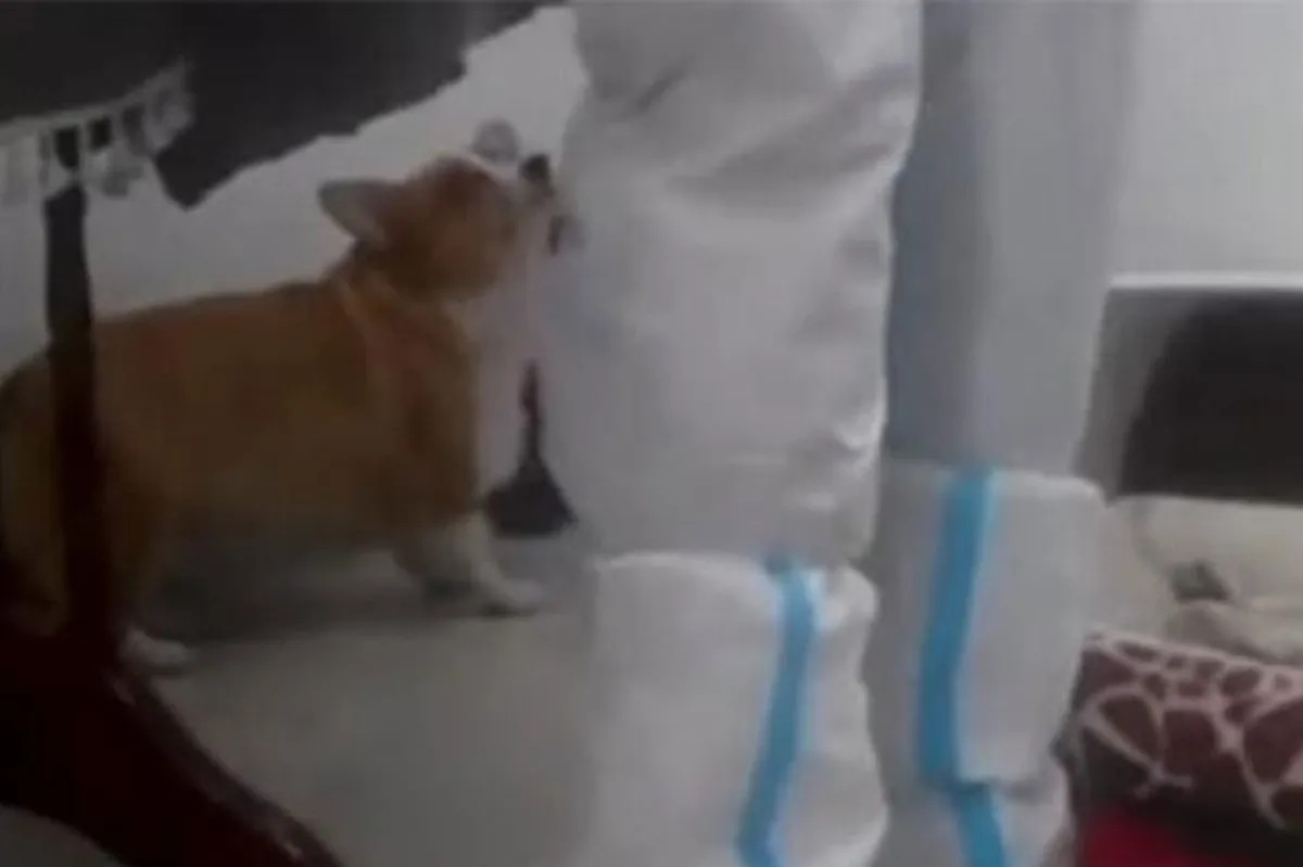 Corgi killing by health workers sparks outrage in China | ABS-CBN