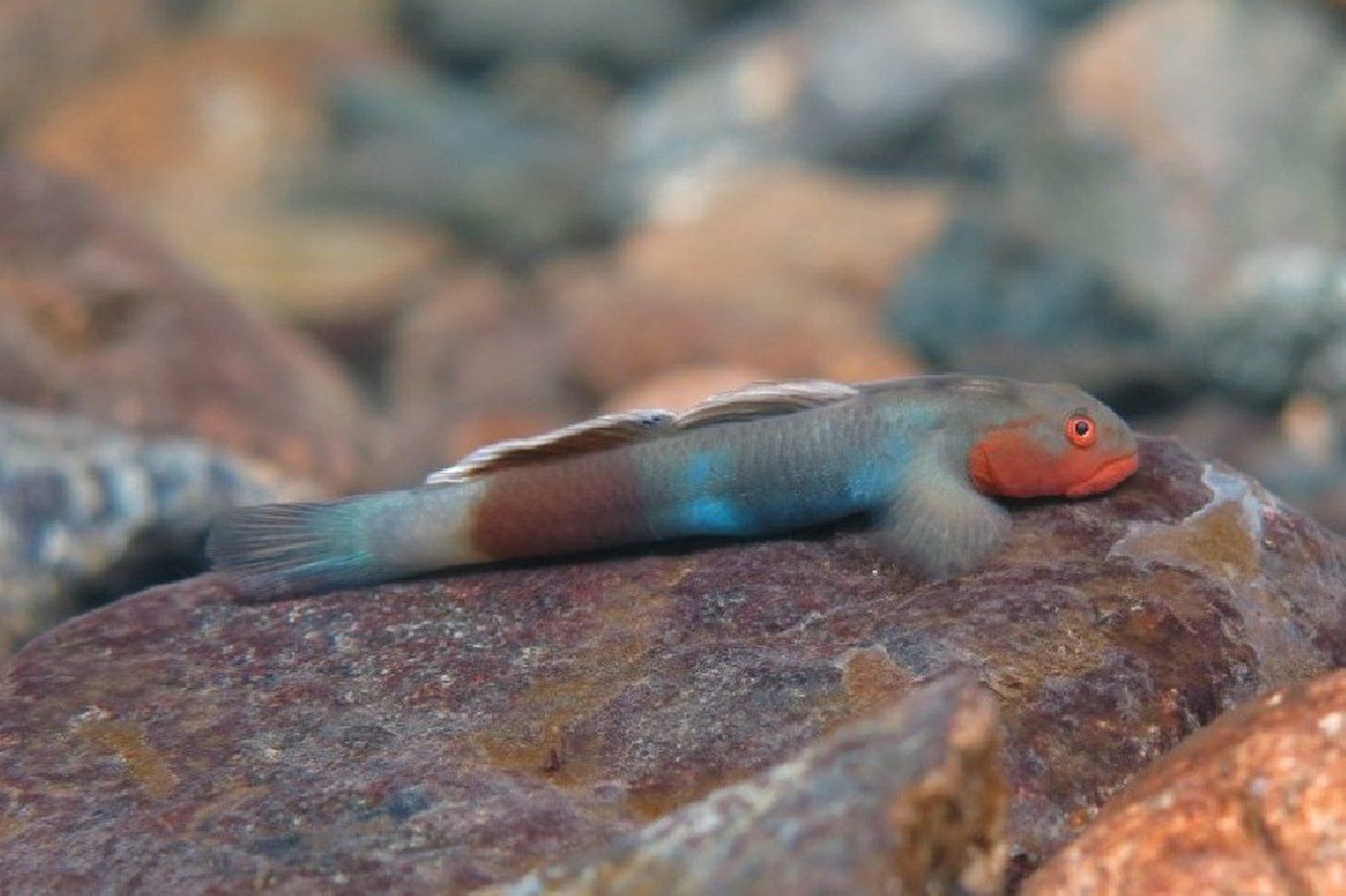 New red-headed goby fish discovered in Palawan | ABS-CBN Lifestyle