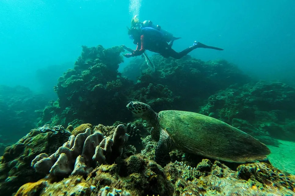 Underwater cleanup drive in Batangas on International Coastal Cleanup ...