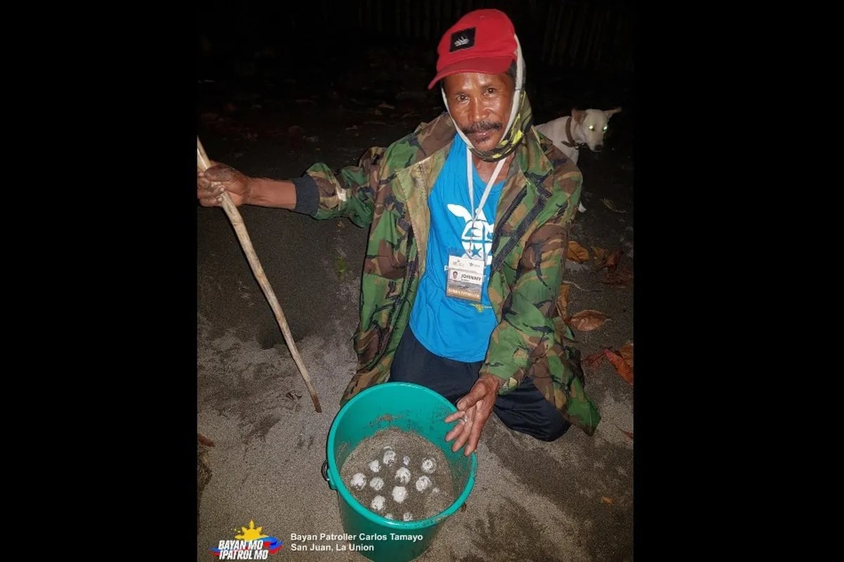 Lampas 100 itlog ng pawikan, natagpuan ng 'paw patrol' sa La Union ...