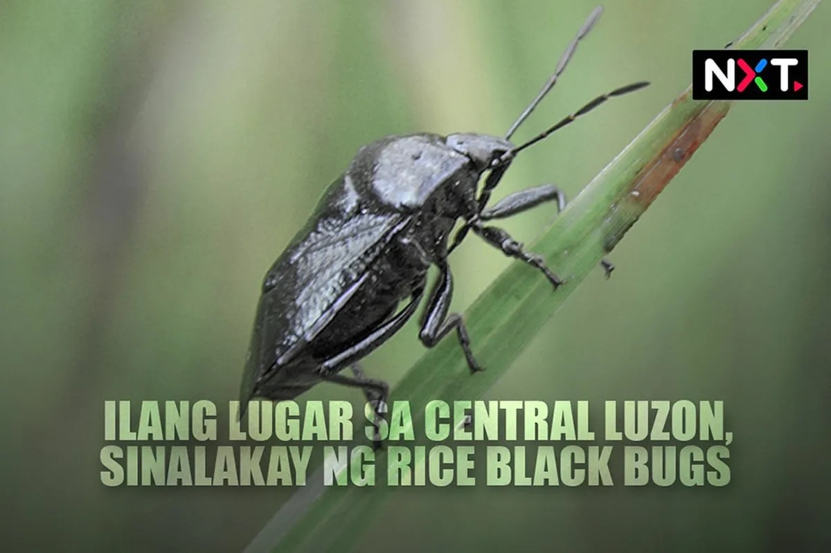 Ilang lugar sa Central Luzon, sinalakay ng rice black bugs | ABS-CBN News