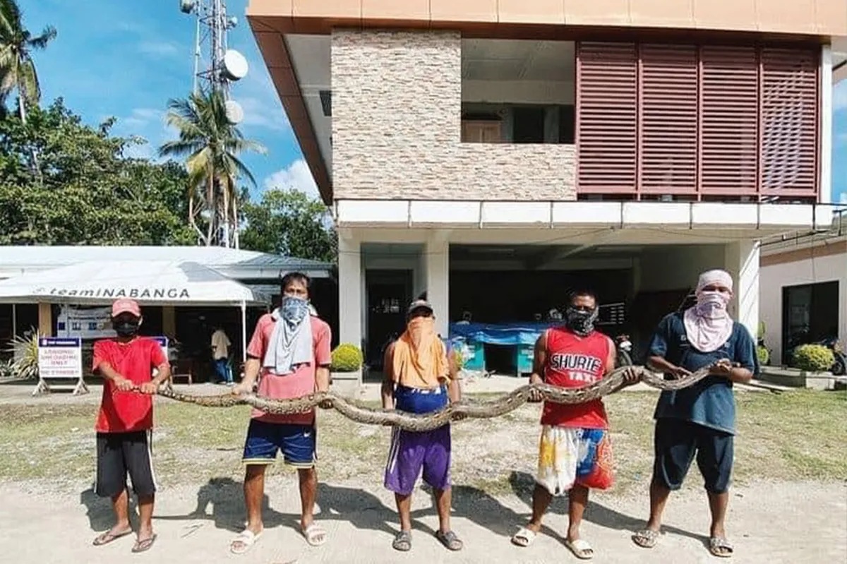 Almost 4-meter python found near Bohol town hall entrance | ABS-CBN News