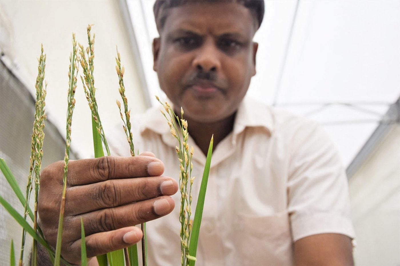 Philippines approves GMO 'golden rice' for commercial production | ABS-CBN