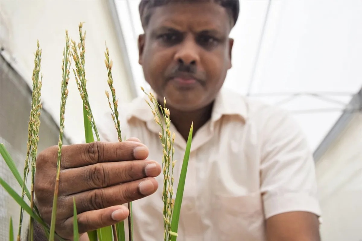 Philippines approves GMO 'golden rice' for commercial production | ABS-CBN