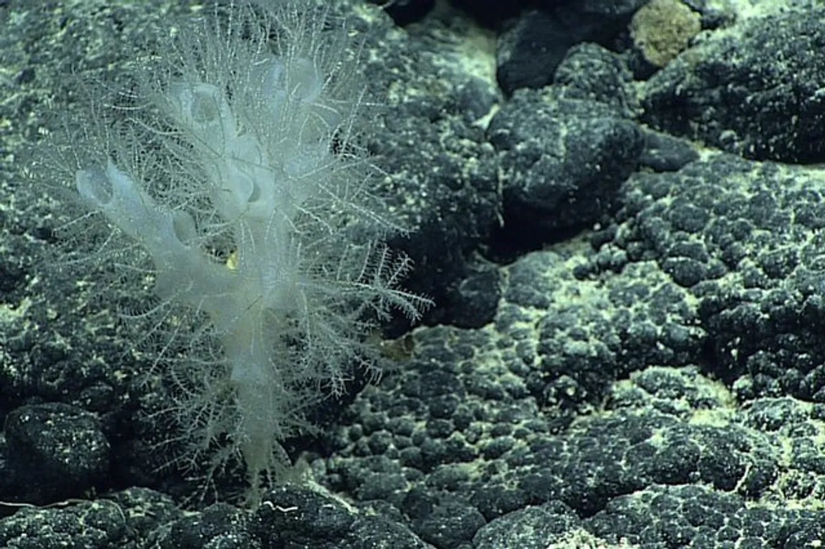 Google, BMW, AB Volvo, Samsung back call for pause on deep-sea mining ...