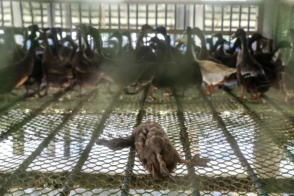 Wala pang kaso ng avian influenza sa Pilipinas- opisyal | ABS-CBN News Wala pang kaso ng avian influenza sa Pilipinas- opisyal | ABS-CBN News
