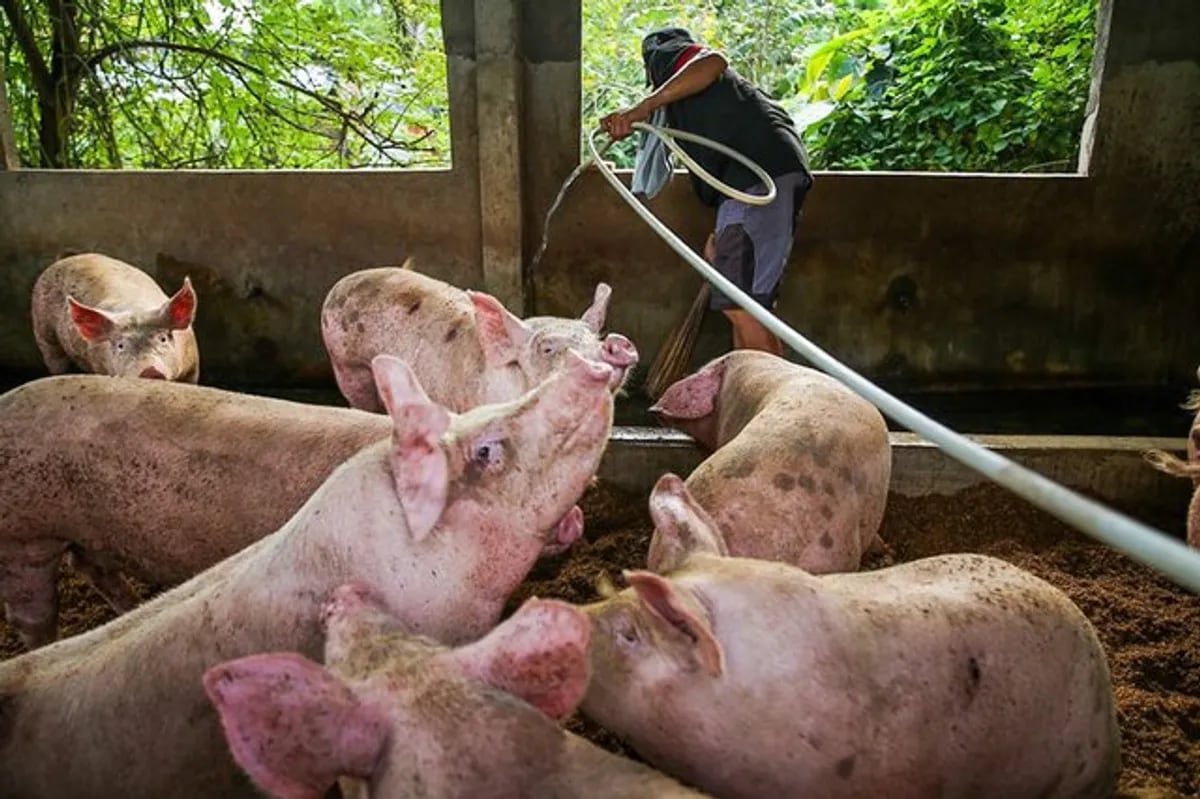 South Cotabato walang kaso ng ASF, ayon sa provincial vet officer | ABS ...