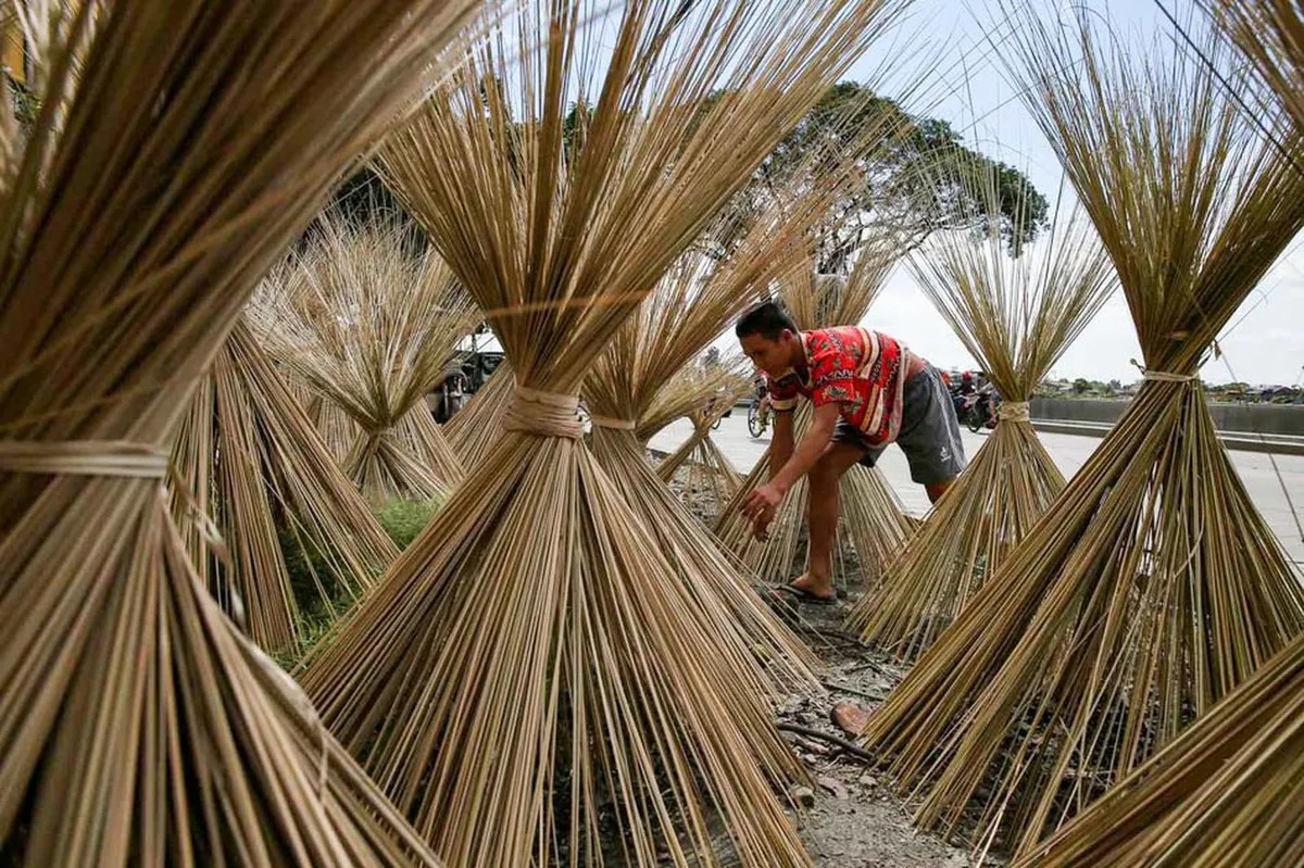 Drying buri for weaving | ABS-CBN Lifestyle