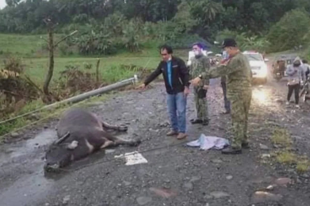 Bata sugatan, 3 kalabaw patay matapos makuryente sa Maguindanao | ABS ... Bata sugatan, 3 kalabaw patay matapos makuryente sa Maguindanao | ABS ...