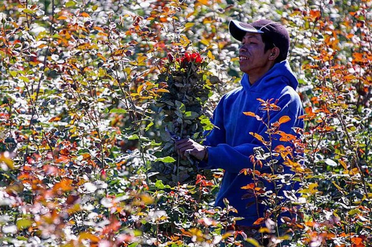 Rose picking in Benguet | ABS-CBN News