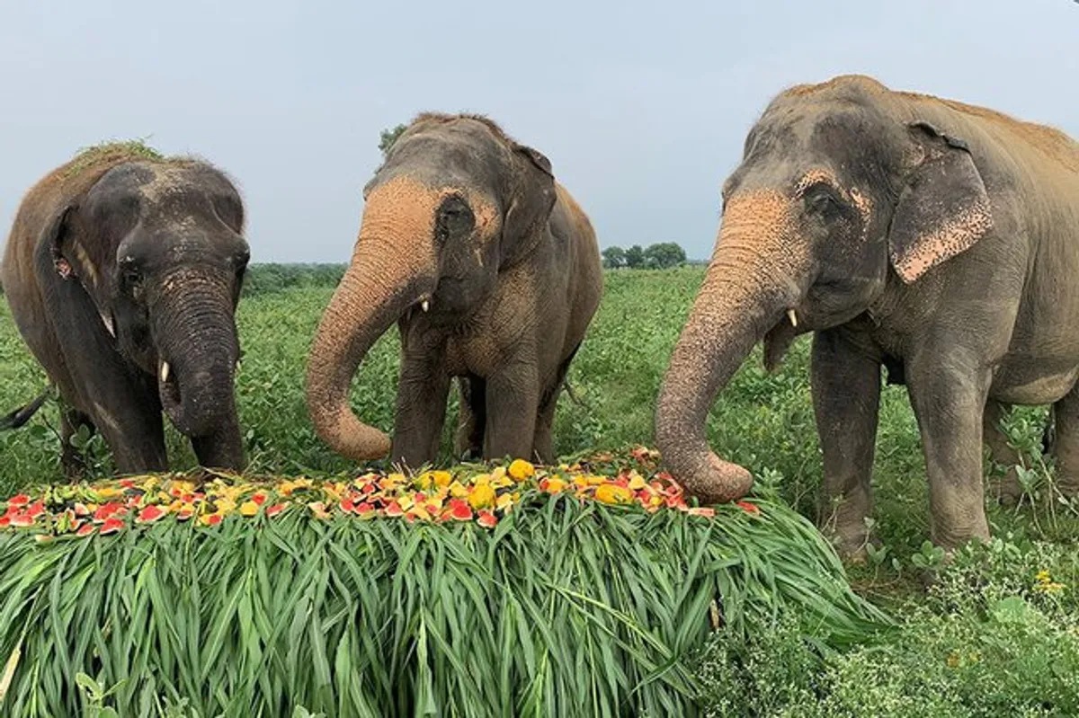FAST FACTS: Why is World Elephant Day celebrated every August 12? | ABS ...