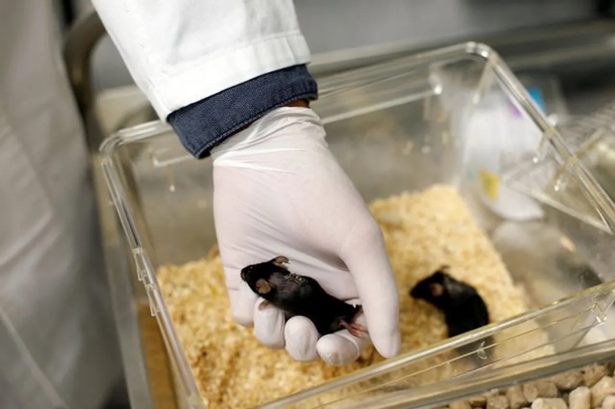 German scientists make paralyzed mice walk again | ABS-CBN