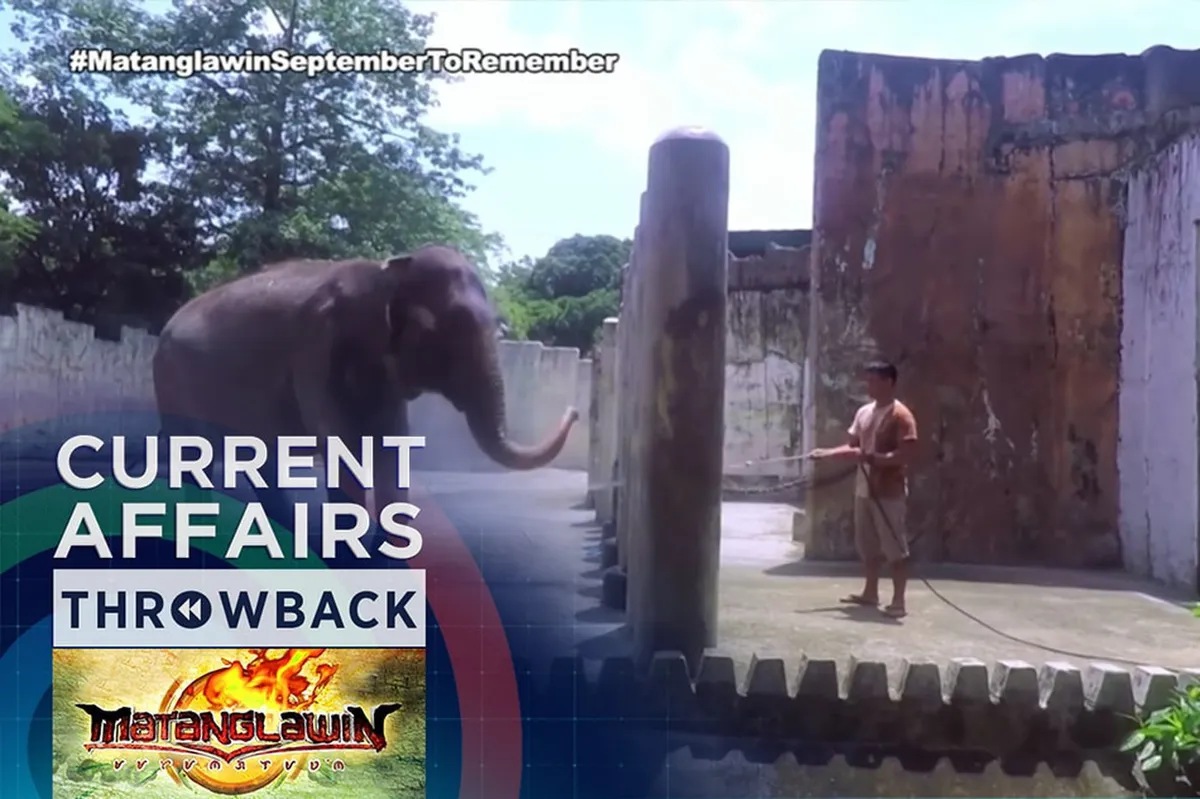 THROWBACK: Mali, the lone elephant in the Philippines | ABS-CBN Lifestyle