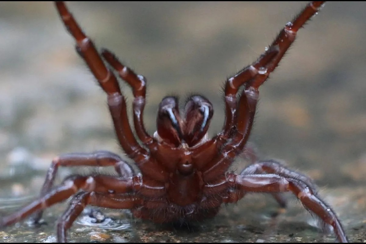 Australians warned of deadly spider 'plague' after floods | ABS-CBN