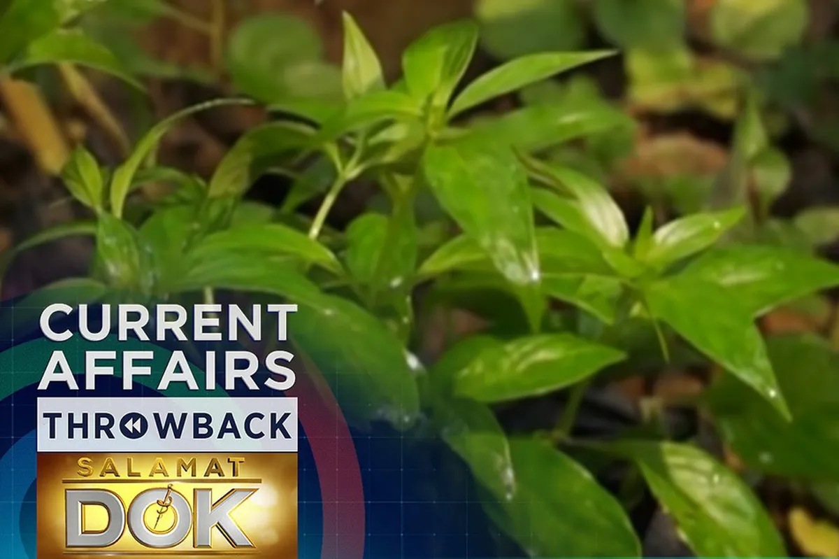 THROWBACK: Bitter but healthy serpentina herbal plant | ABS-CBN Lifestyle