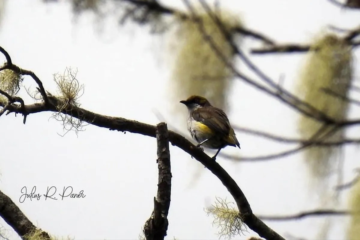 ‘Overwhelming’ number of birds spotted in Mount Apo during off-season ...