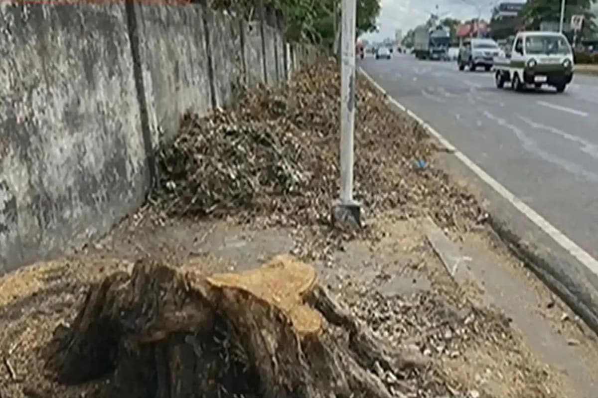 Mga residente ng Bacolod, dismayado sa pagputol ng mga puno sa lungsod ... Mga residente ng Bacolod, dismayado sa pagputol ng mga puno sa lungsod ...