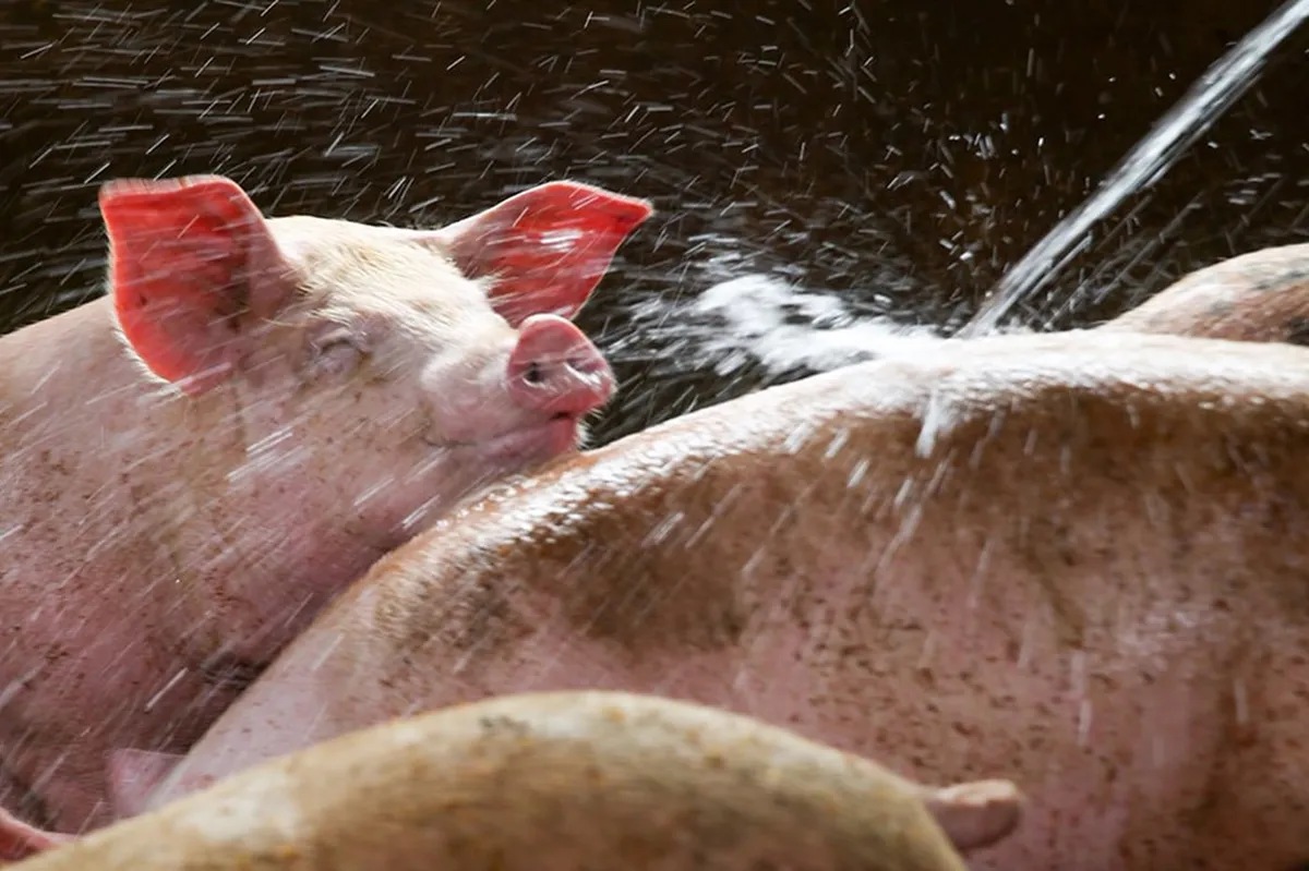 ASF sa Mindanao pinangangambahang makaapekto sa NCR pork supply | ABS ...