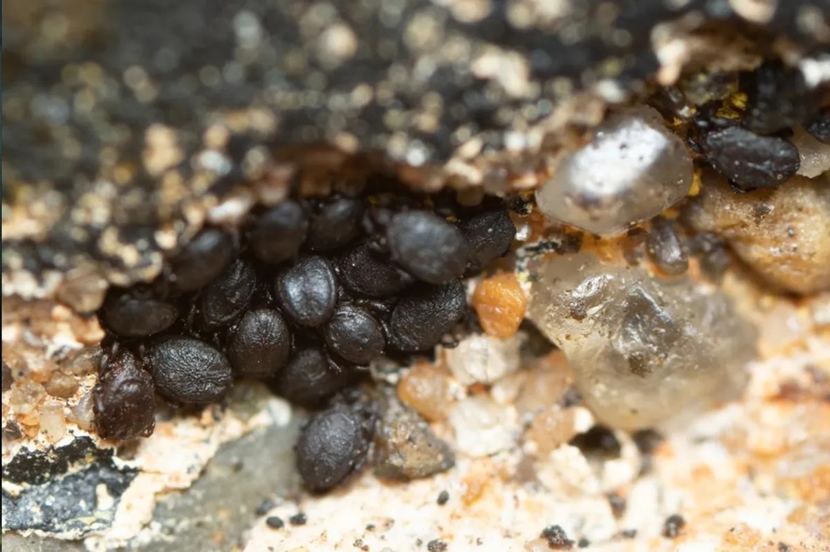 Researchers name newly discovered bug species after Twitter | ABS-CBN News