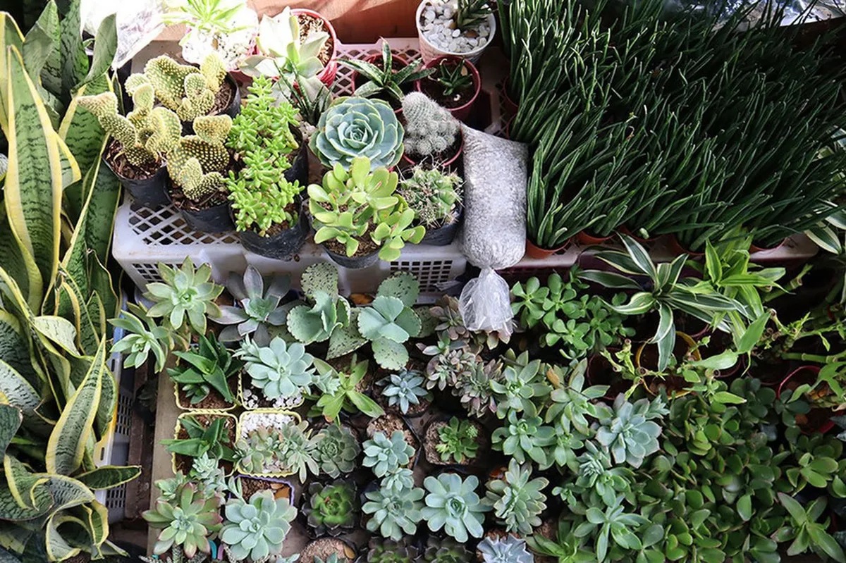 'Plantdemic' hits Philippines as demand for greenery grows | ABS-CBN ...