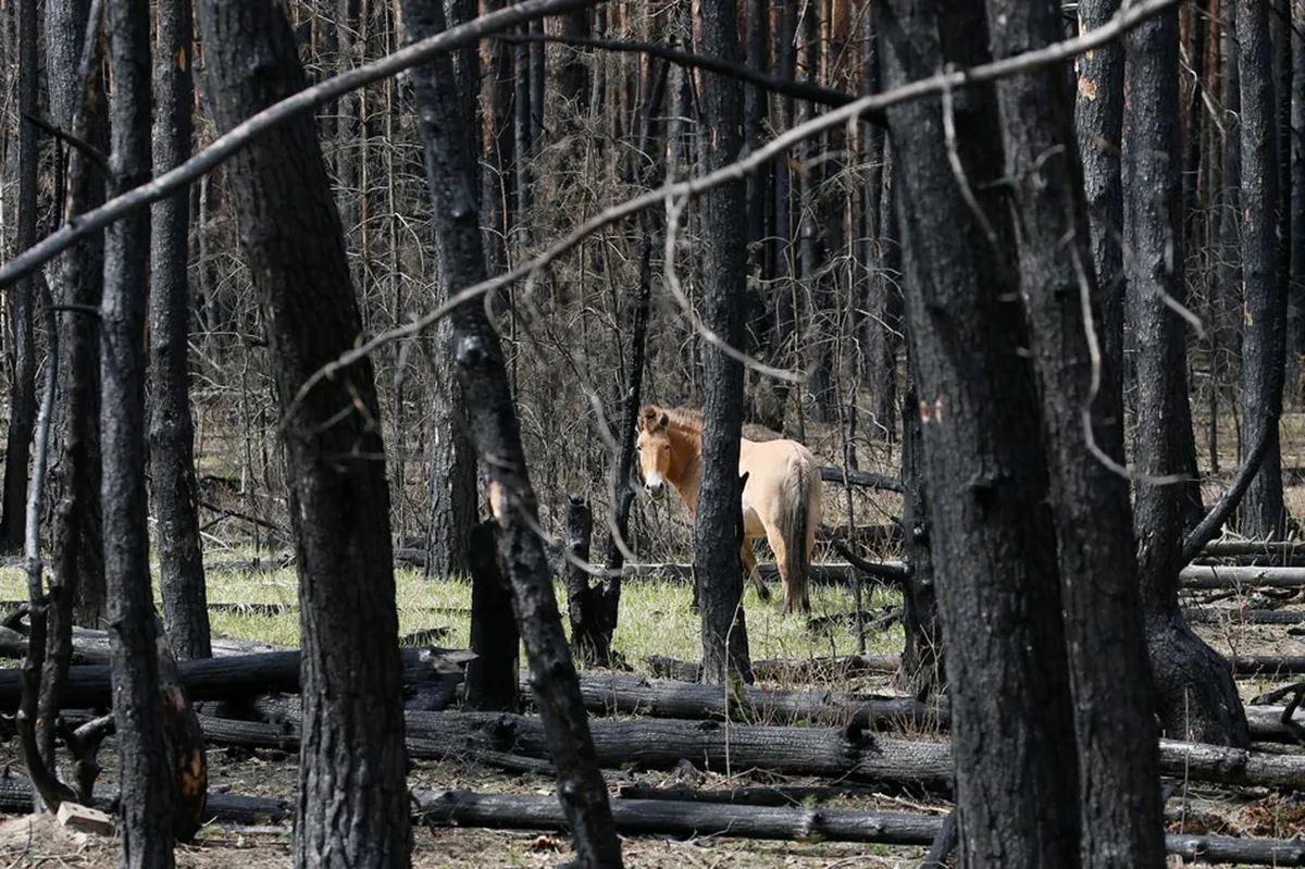Wild horses flourish in Chernobyl 35 years after explosion | ABS-CBN