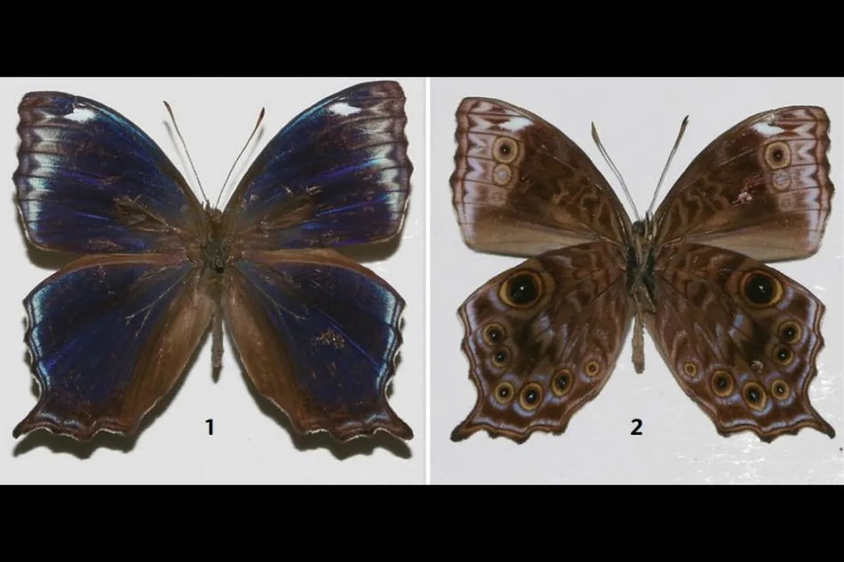 LOOK: Pinoy biologists discover new butterfly subspecies in Panay | ABS ...