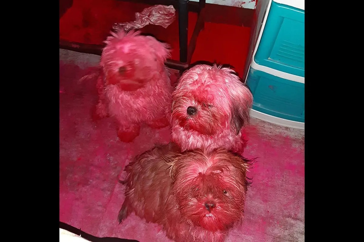 VIRAL: Mga asong naging kulay pink dahil sa colorant ng amo | ABS-CBN News