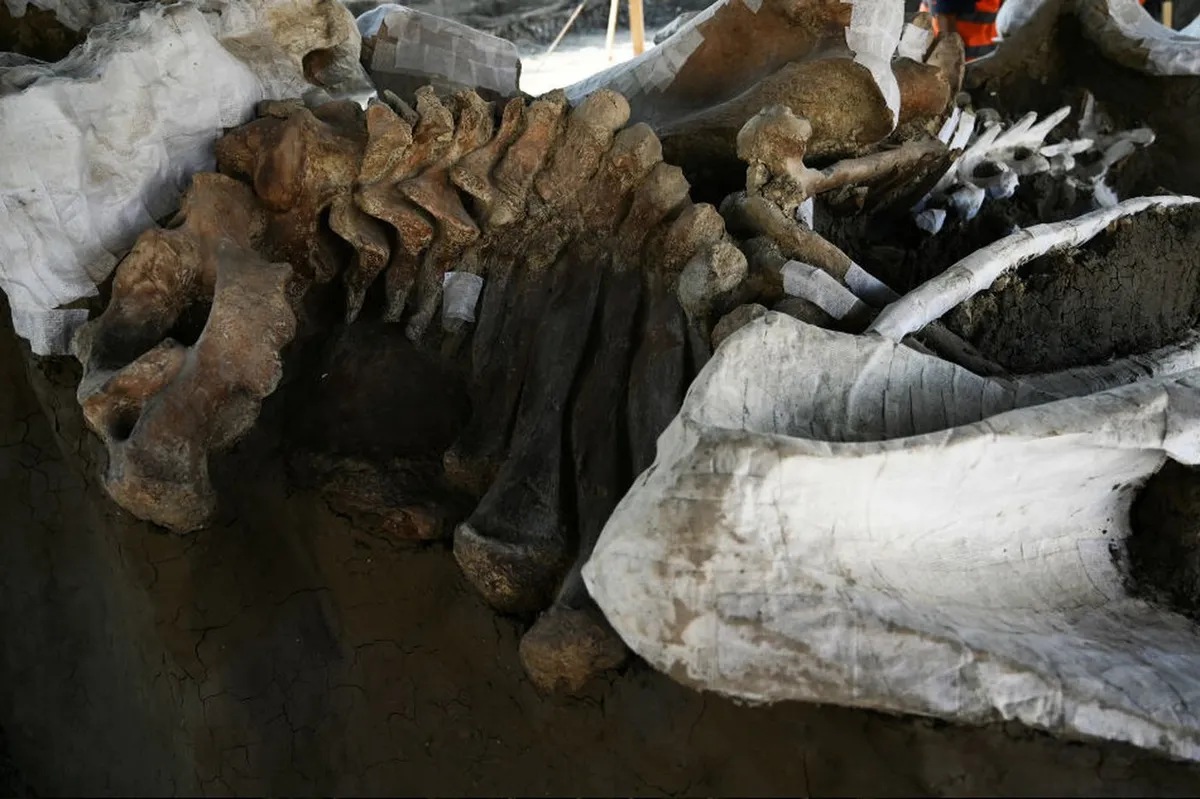 Graveyard of mammoths unearthed at Mexico's new airport | ABS-CBN Graveyard of mammoths unearthed at Mexico's new airport | ABS-CBN