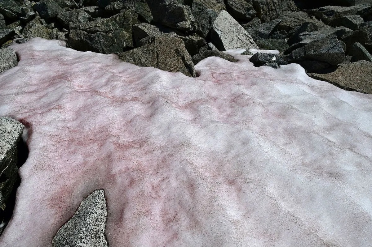 Ice turns pink in Italy's Alps, sparks algae probe | ABS-CBN