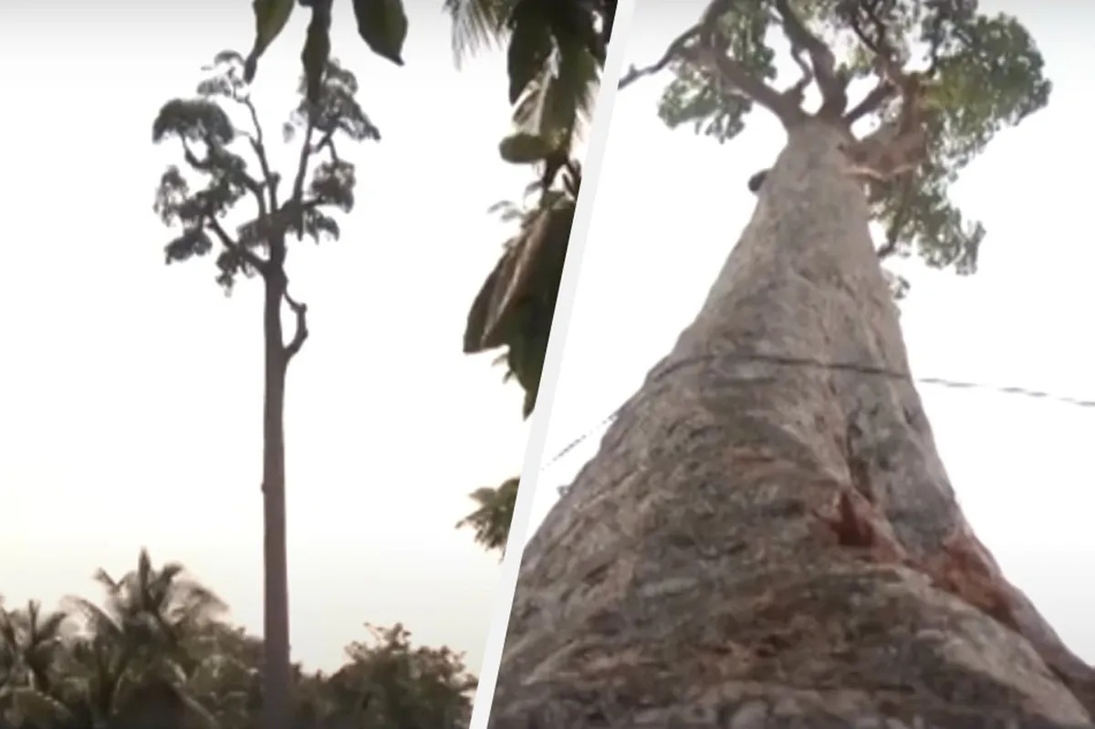 Pagputol sa 300 taong Toog tree sa Agusan del Sur sinuspinde | ABS-CBN News