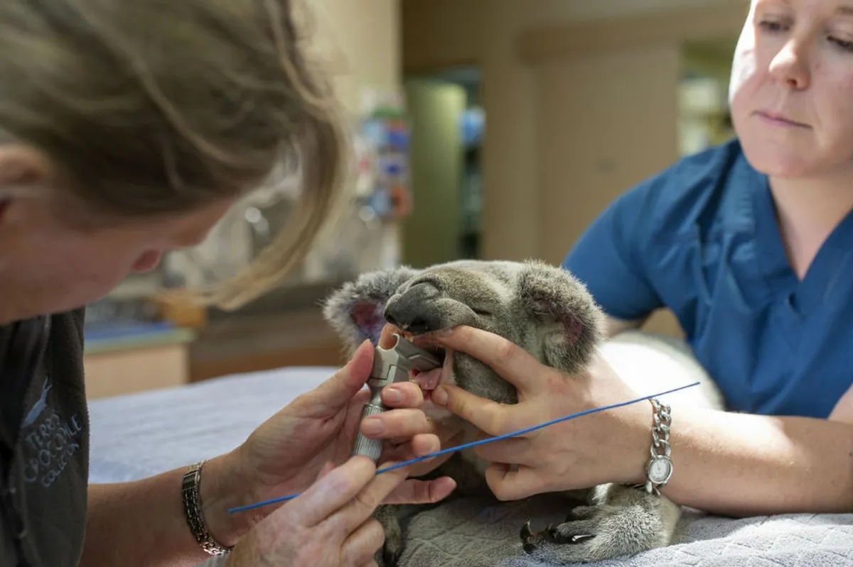 How koalas with an STD could help humanity | ABS-CBN