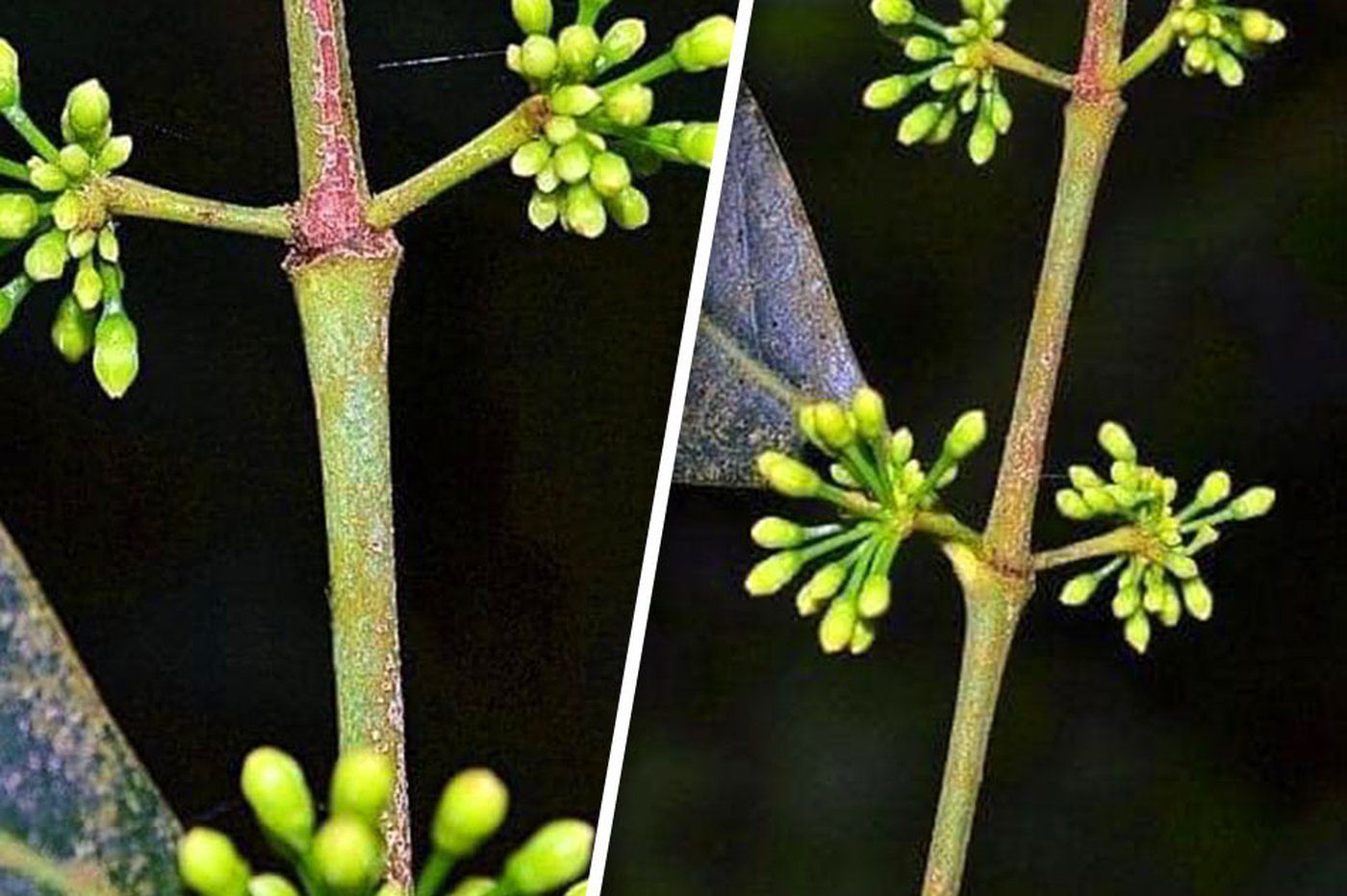 Bagong plant species natuklasan sa Mount Arayat | ABS-CBN Lifestyle