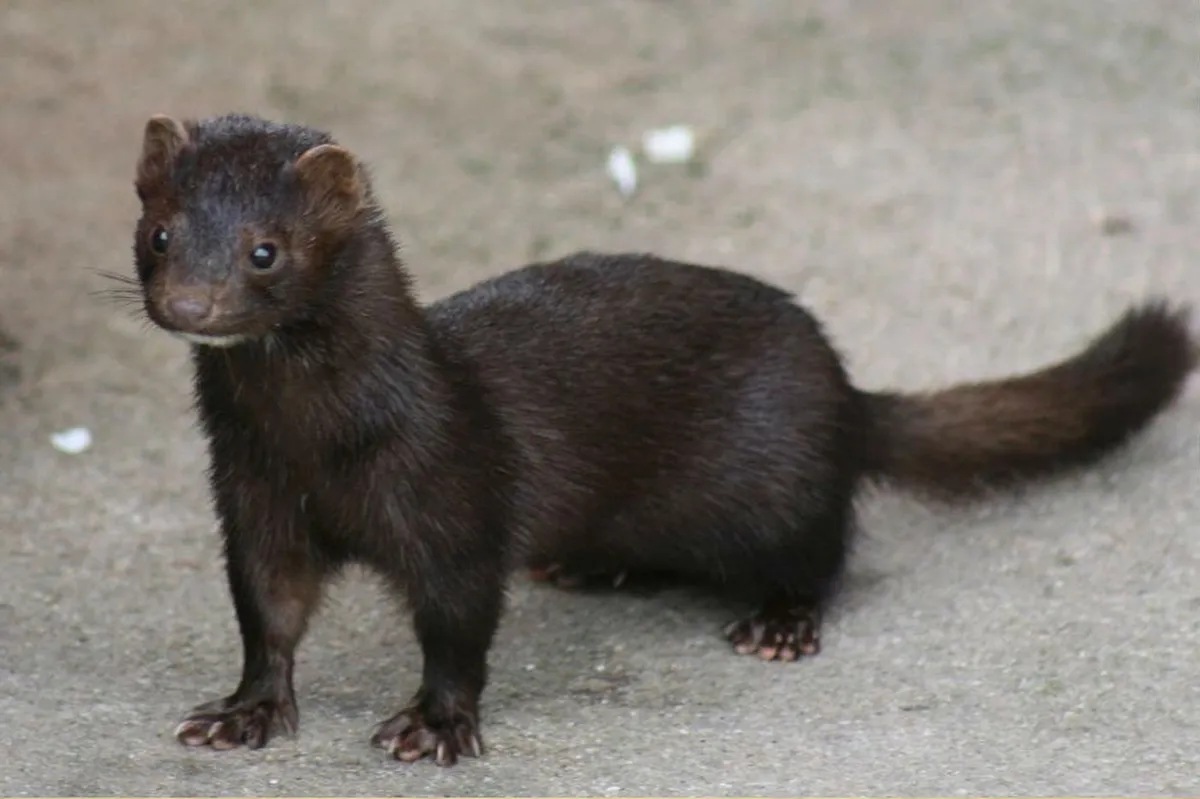 Coronavirus infects mink in Utah | ABS-CBN